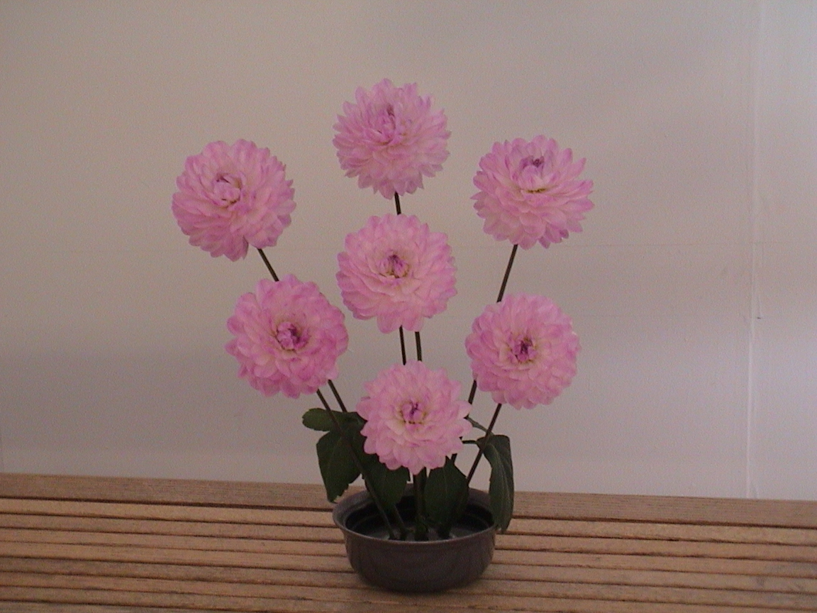 New Page 1 [sfdahlias.org]