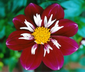 Hybridizers Erik and Gerda Juul – Dahlia Society Of California
